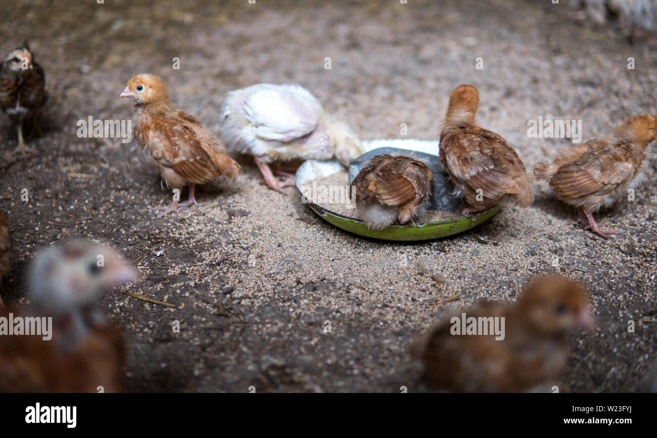 Inside a henhouse hi-res stock photography and images - Alamy