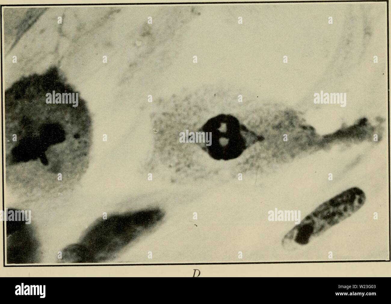 Archive image from page 162 of Cytochemistry a critical approach (1953 ...