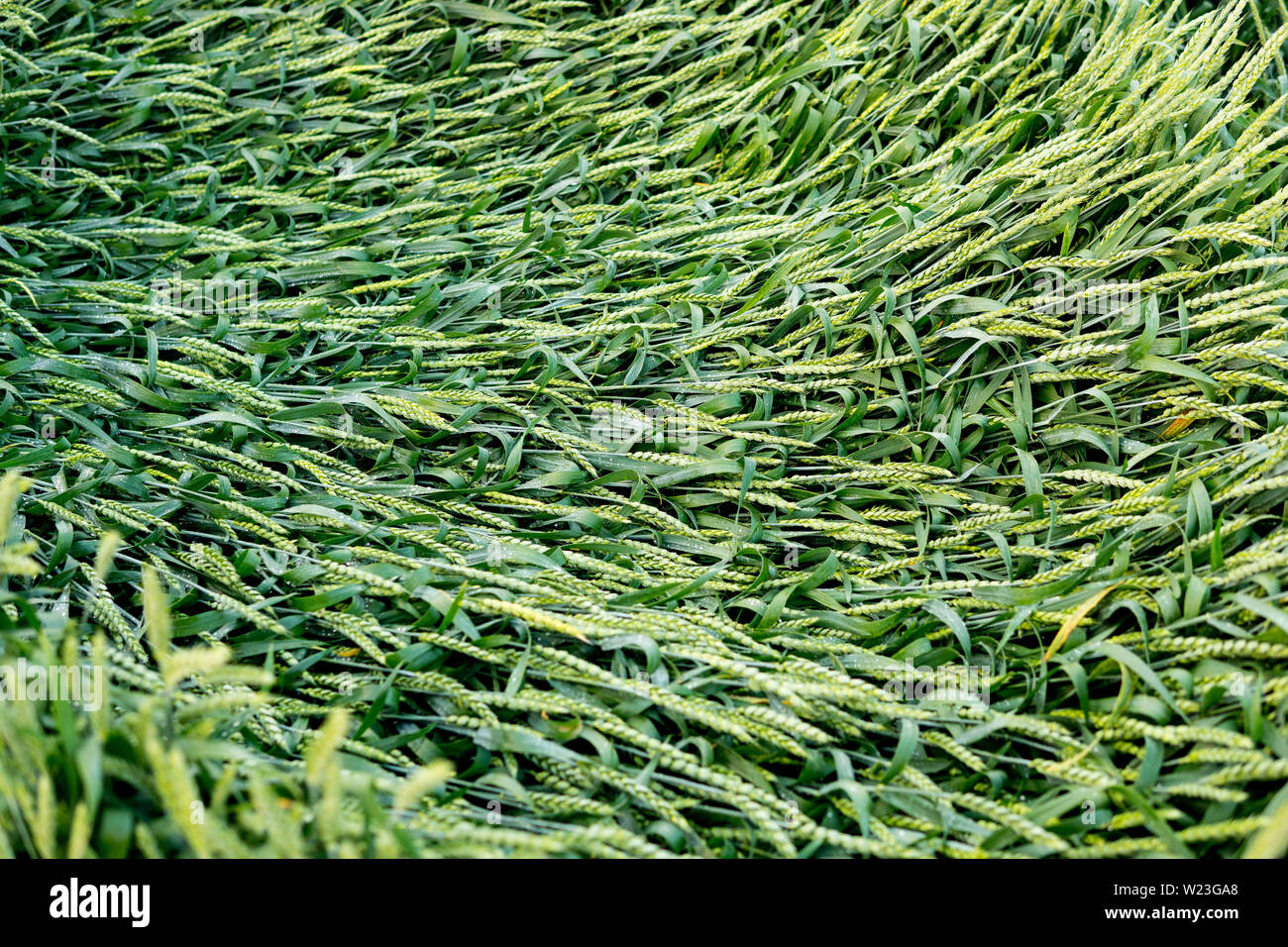 Damaged wheat grain hi-res stock photography and images - Alamy