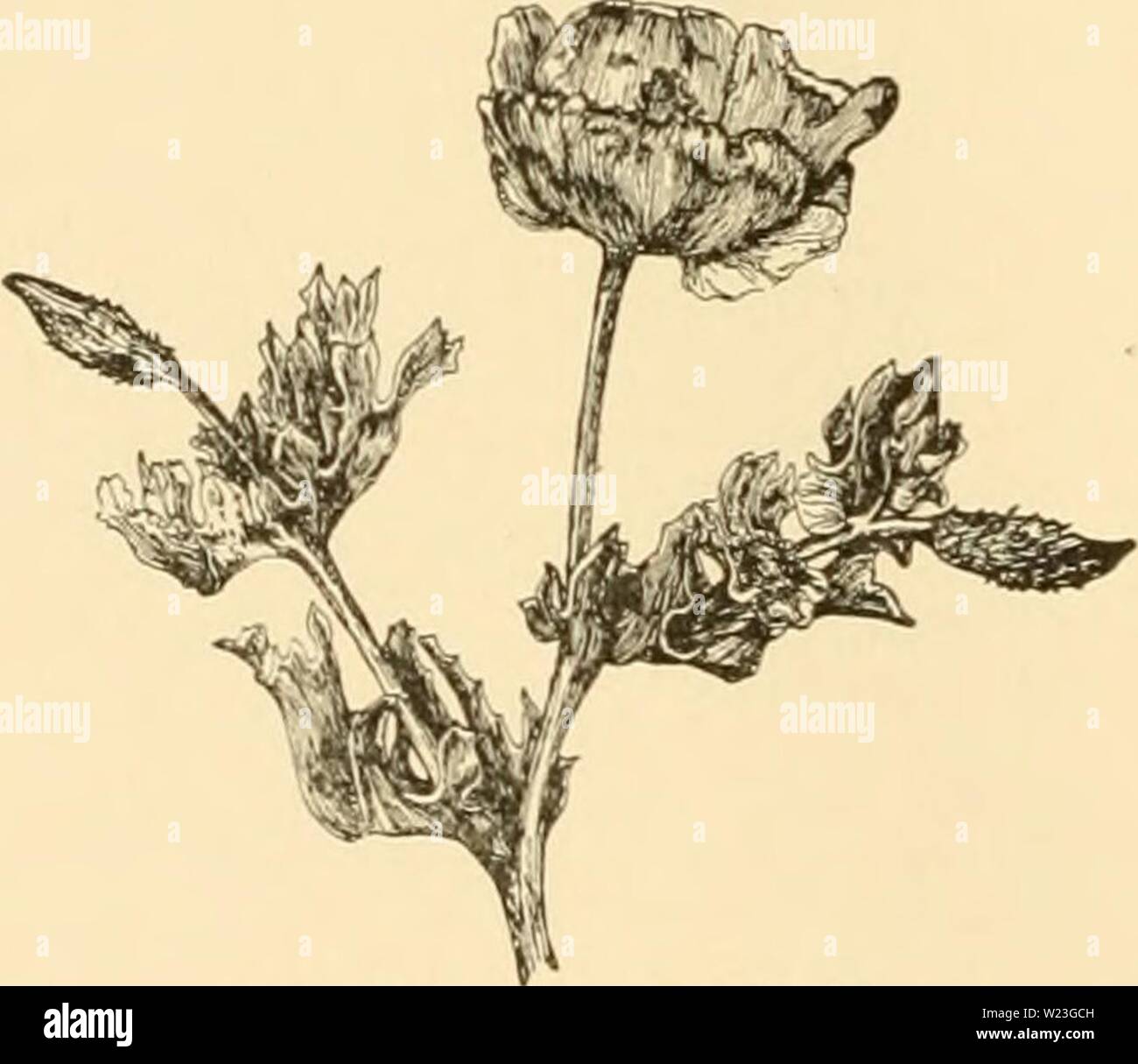 Silique like hi-res stock photography and images - Alamy