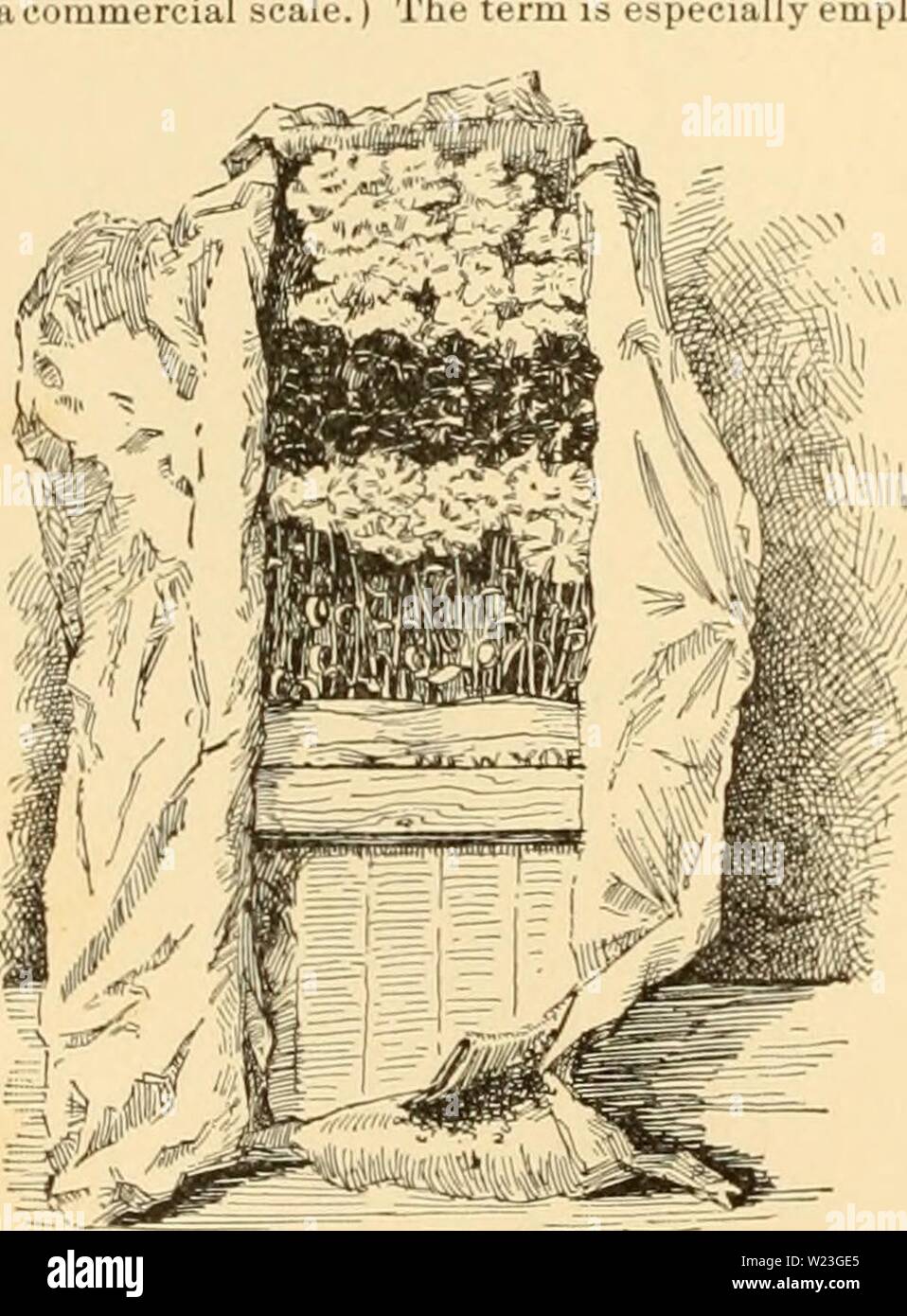 4 Sepals Each High Resolution Stock Photography and Images - Alamy