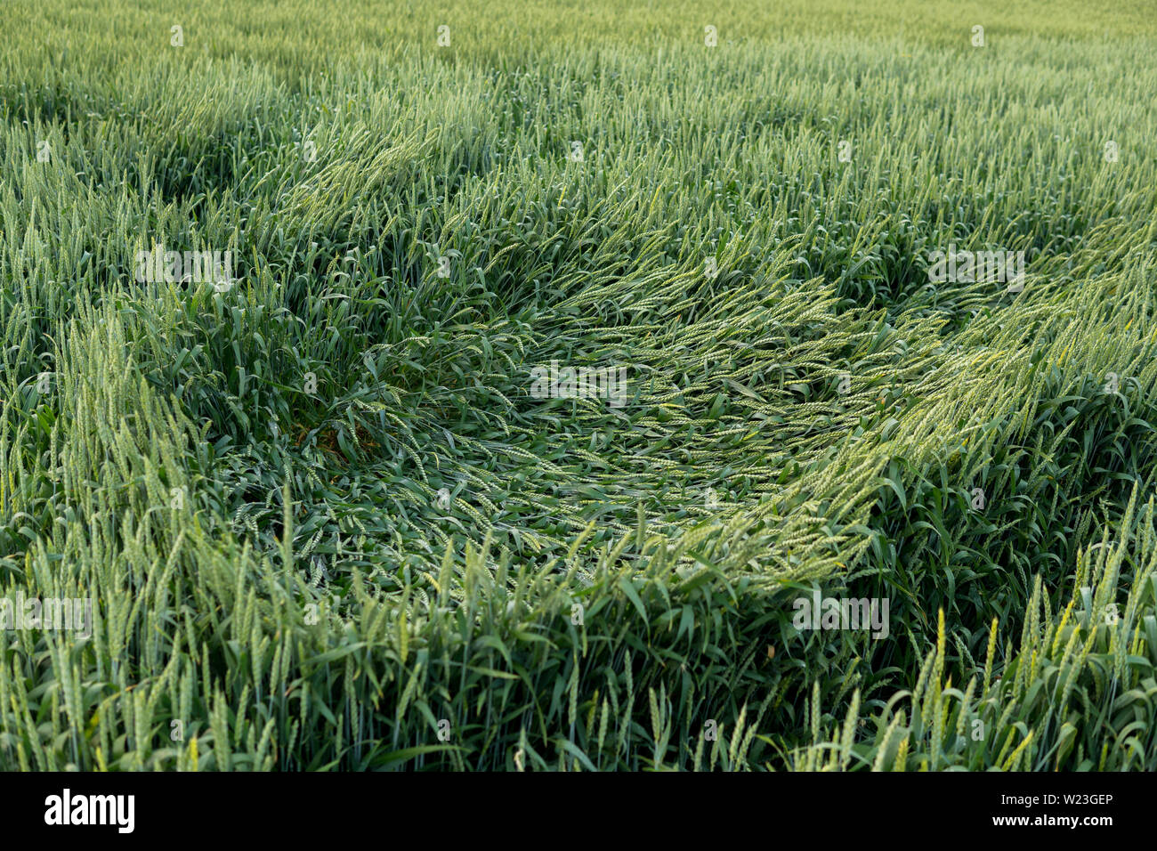 Damaged wheat grain hi-res stock photography and images - Alamy