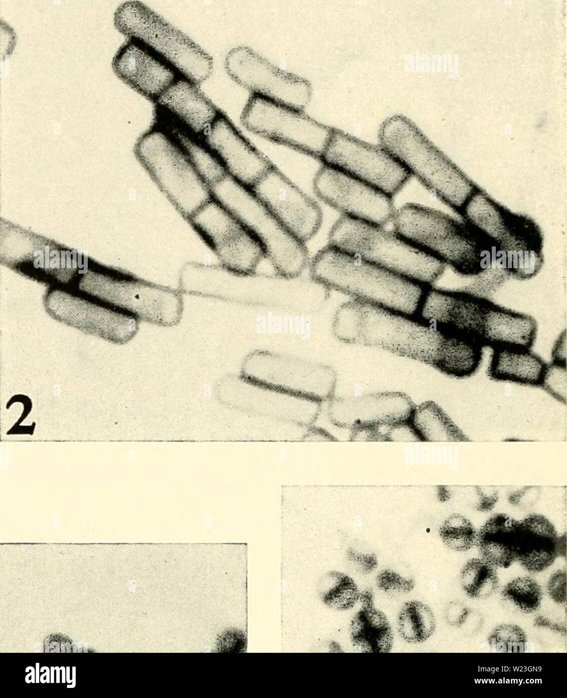 Archive image from page 163 of The cytology and life-history of. The ...