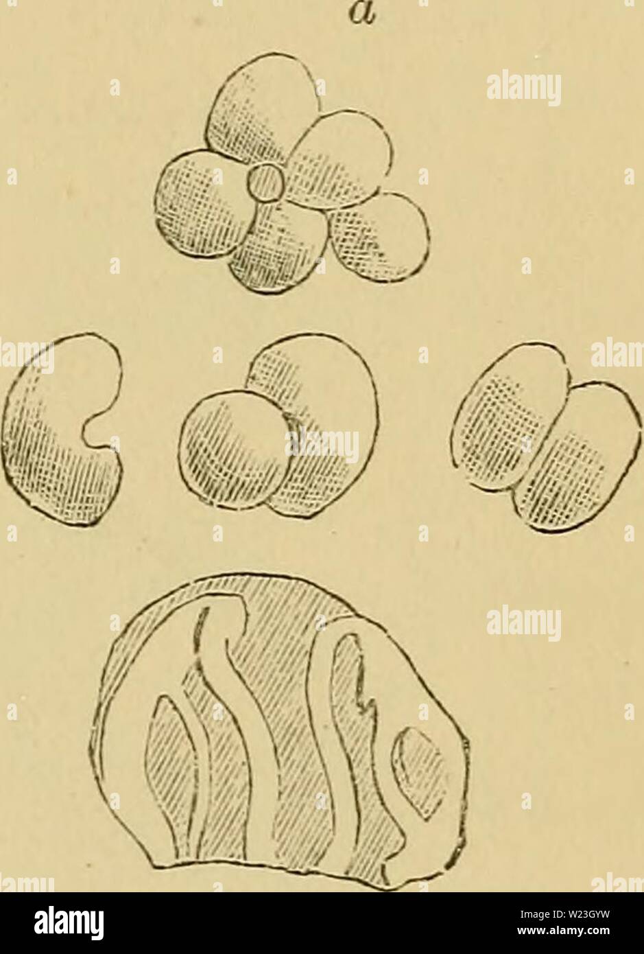 Animal cells magnified hi-res stock photography and images - Alamy