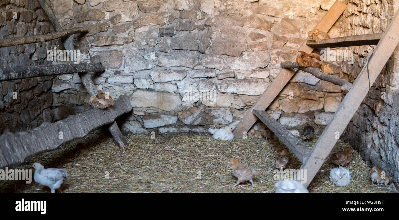 small chicken on the ground inside of a hen house Stock Photo - Alamy