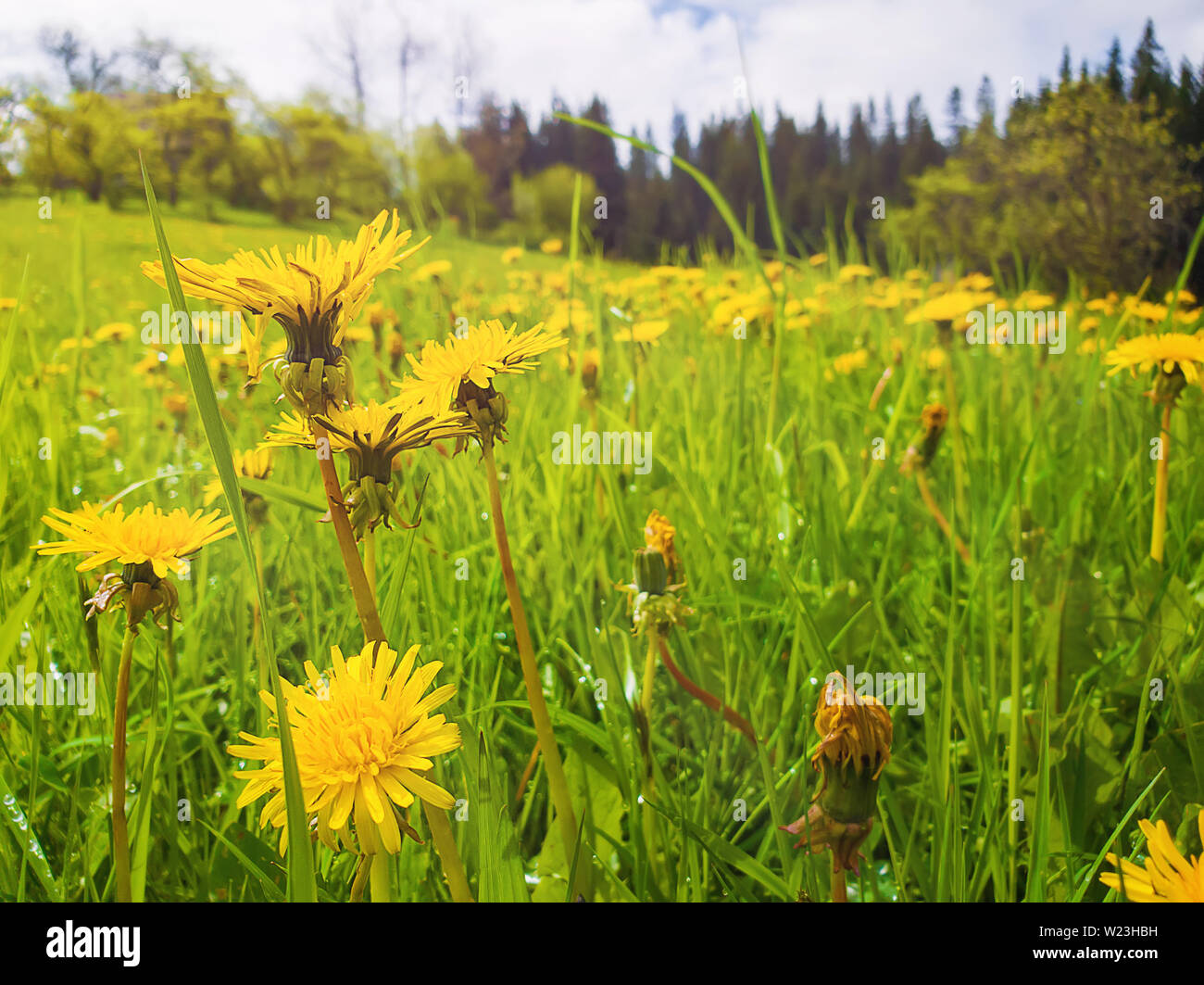 Close up flowering yellow dandelion field. Wonderful spring scene ...