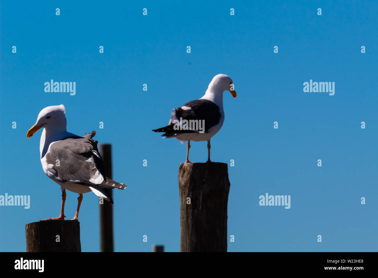 Two seagulls standing in a harbor Stock Photo - Alamy