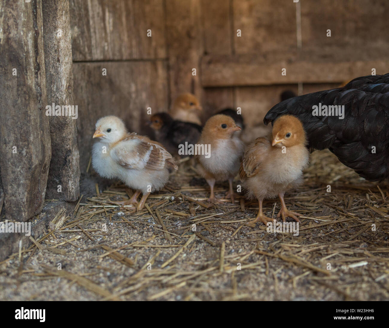 Inside henhouse hi-res stock photography and images - Alamy