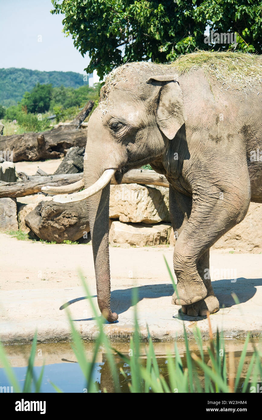 Elephants are large mammals of the family Elephantidae. Perfect good luck pictures, images and ...