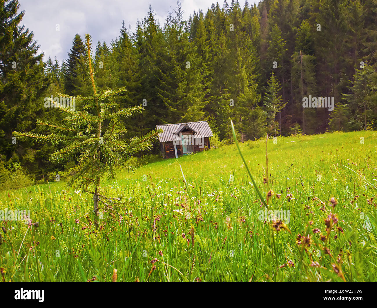 Close up of a little fir tree on the green grass field in front of a ...