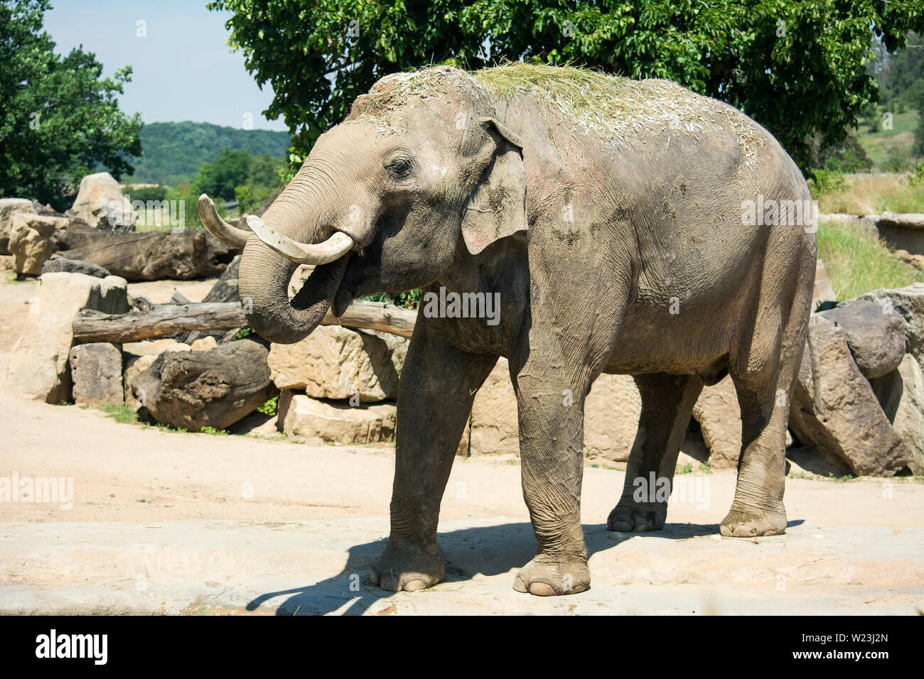 Elephants are large mammals of the family Elephantidae. Perfect good ...