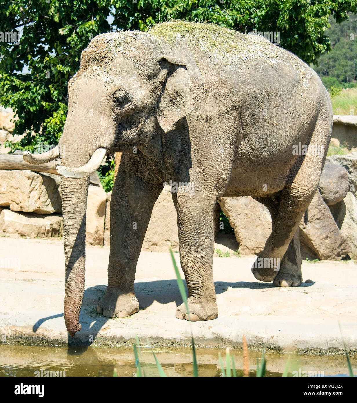 Elephants are large mammals of the family Elephantidae. Perfect good ...