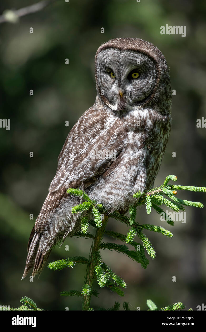 Great Grey Owl on top of pine tree Stock Photo - Alamy