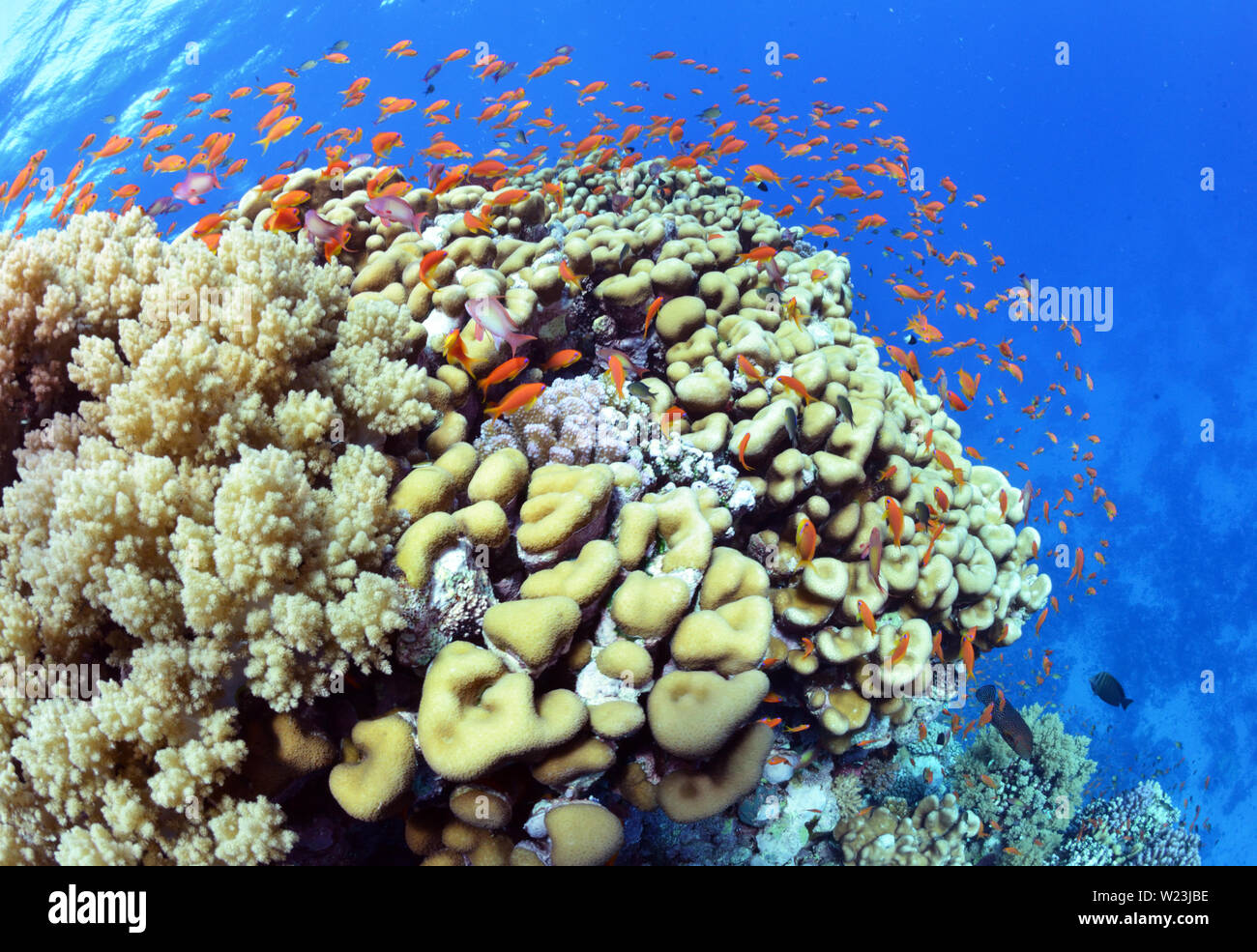 Egypt Red Sea High Resolution Stock Photography and Images - Alamy