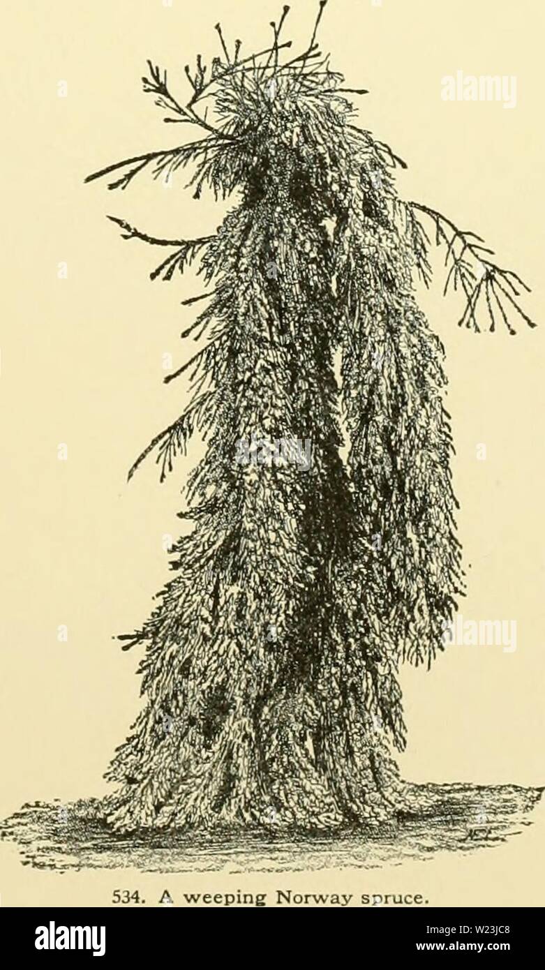 Old picture of hemlock hi-res stock photography and images - Alamy