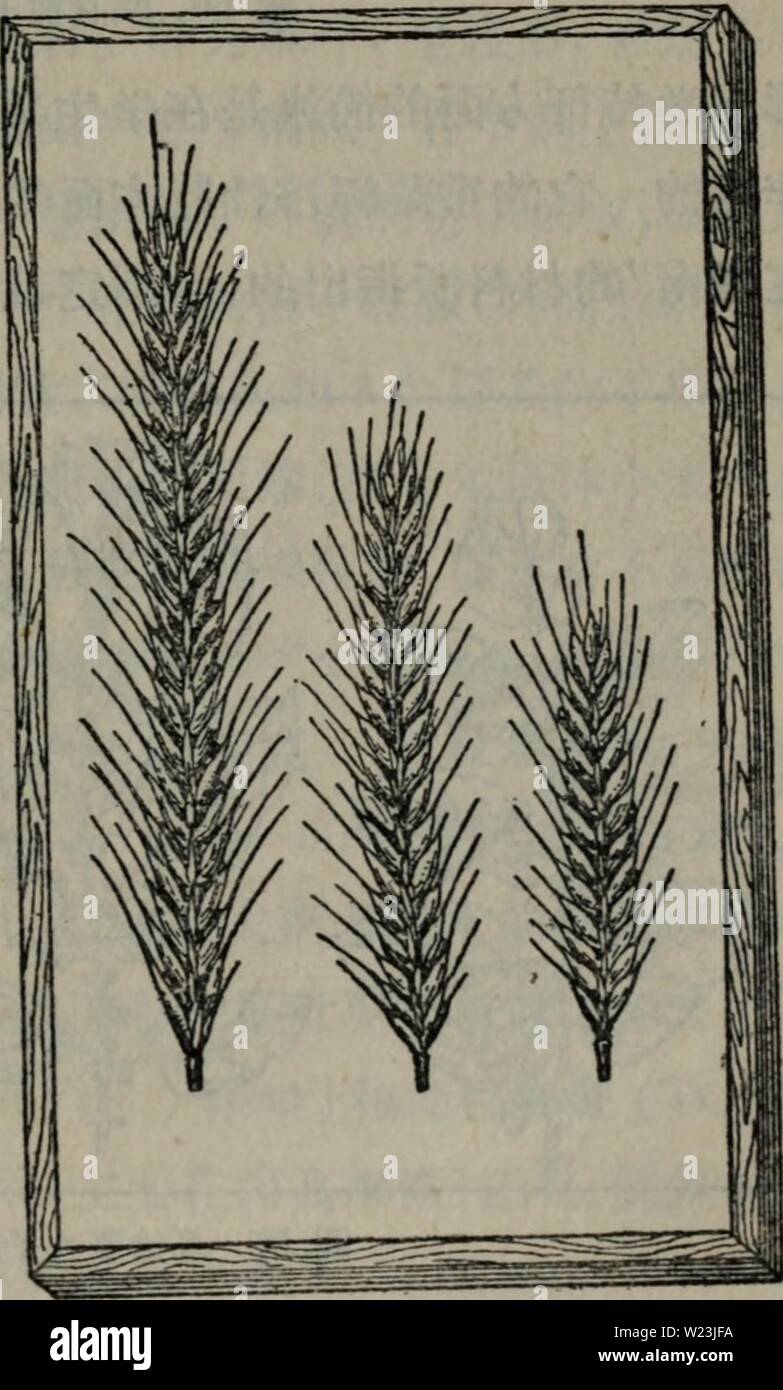 Archive image from page 168 of da tian zuo wu yu. da tian zuo wu yu ...