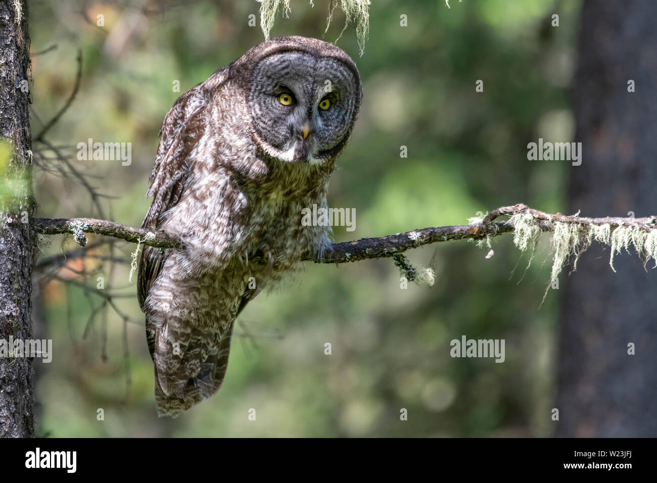 Great Grey Owl hunting in natural environment Stock Photo - Alamy