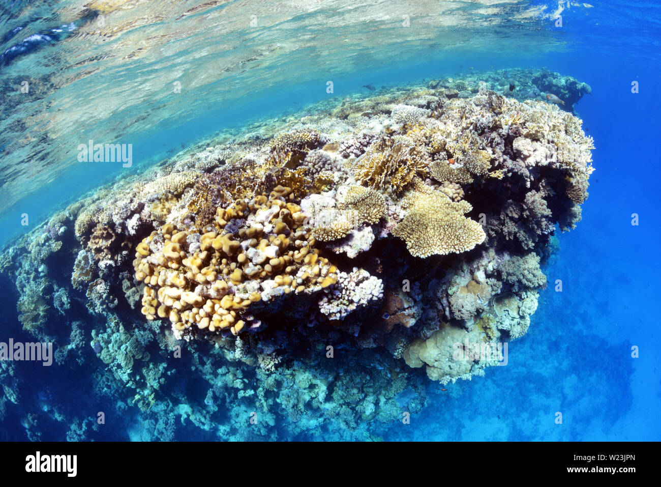 Egypt Red Sea High Resolution Stock Photography and Images - Alamy