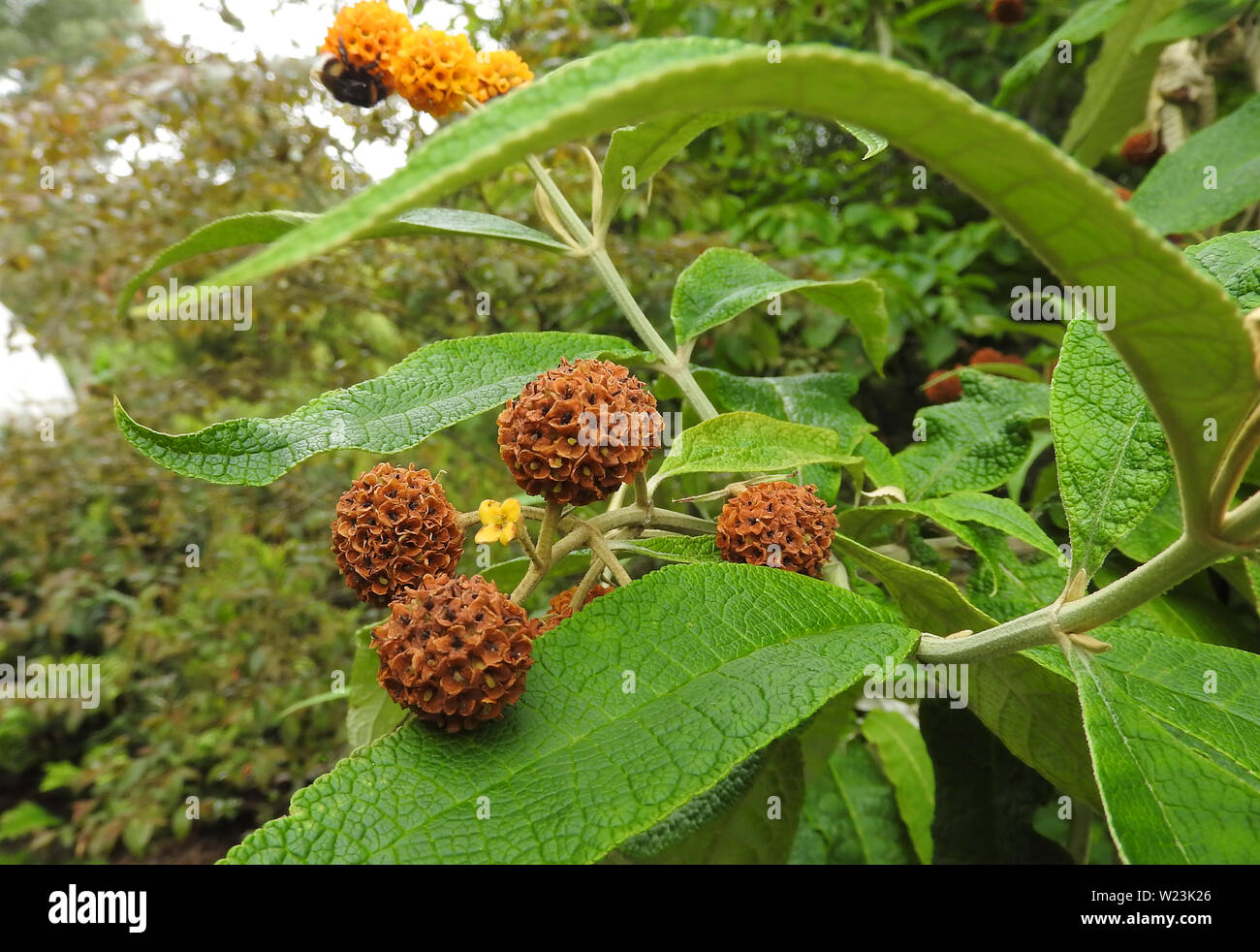 Globular seed cases of Buddleja Globosa a plant native to Argentina ...