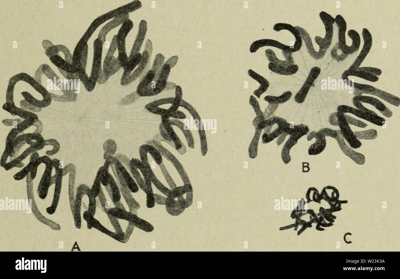 Germinal stage hi-res stock photography and images - Alamy