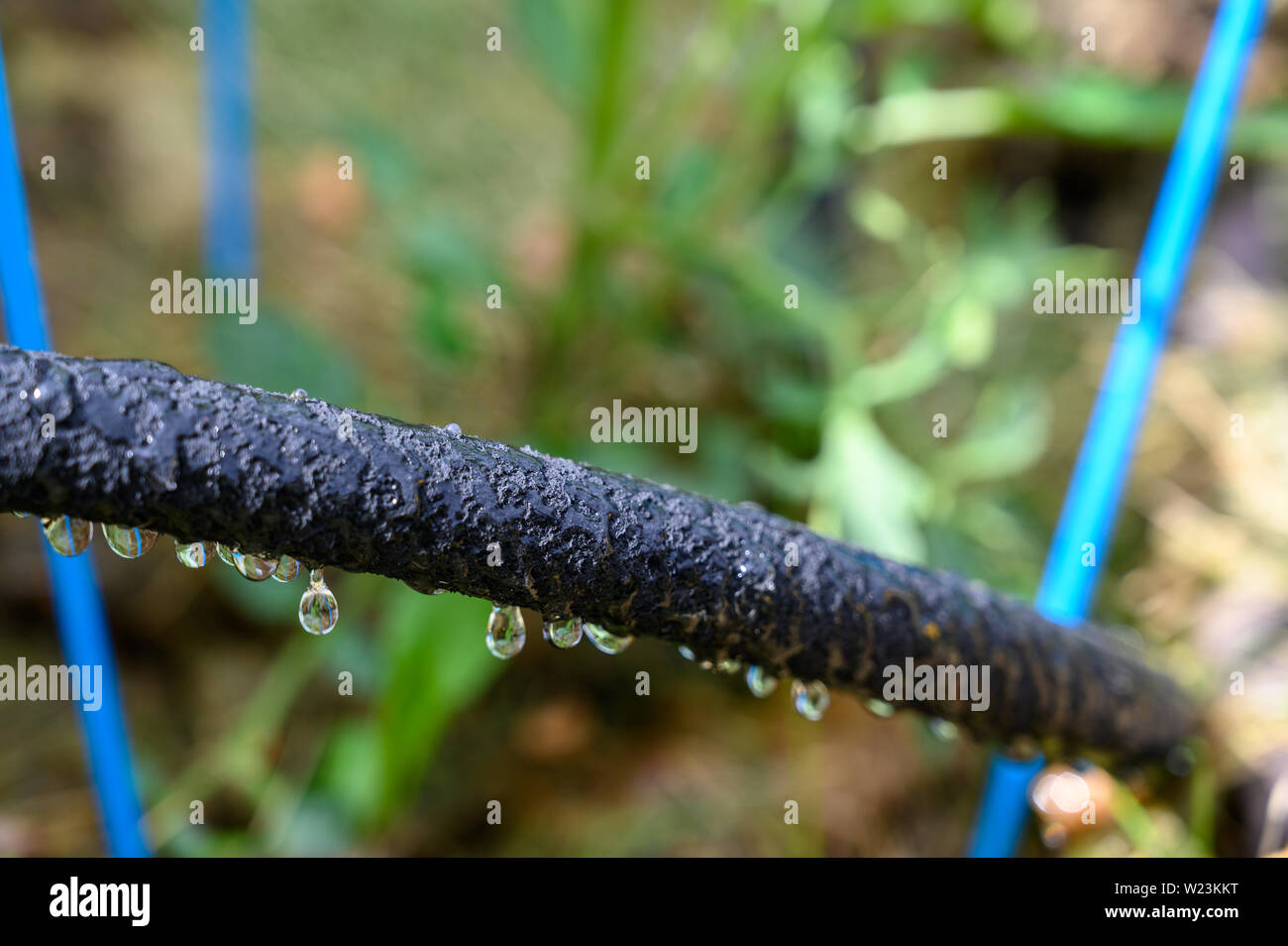 water dripping from black rigid soaker hose with garden background ...