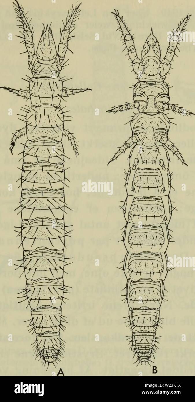Apterygota hi-res stock photography and images - Alamy