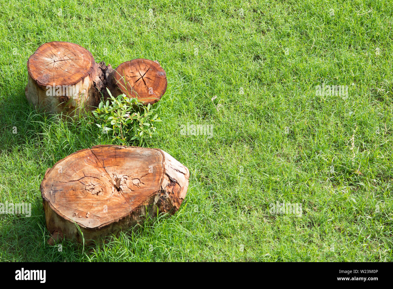 Wallpaper of cut trees and grass with daylight Stock Photo - Alamy