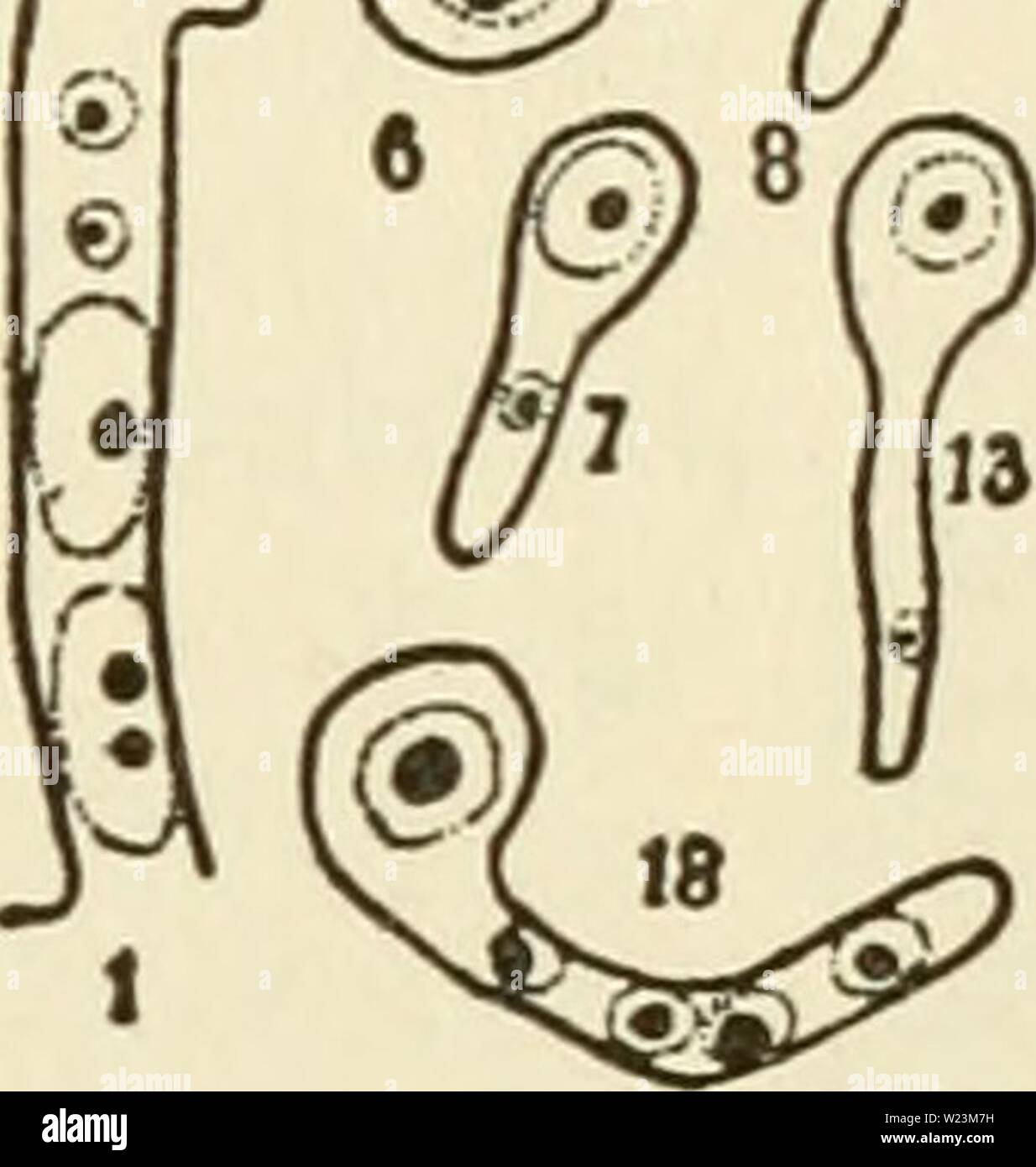 Concentrated and dilute solutions hi-res stock photography and images ...