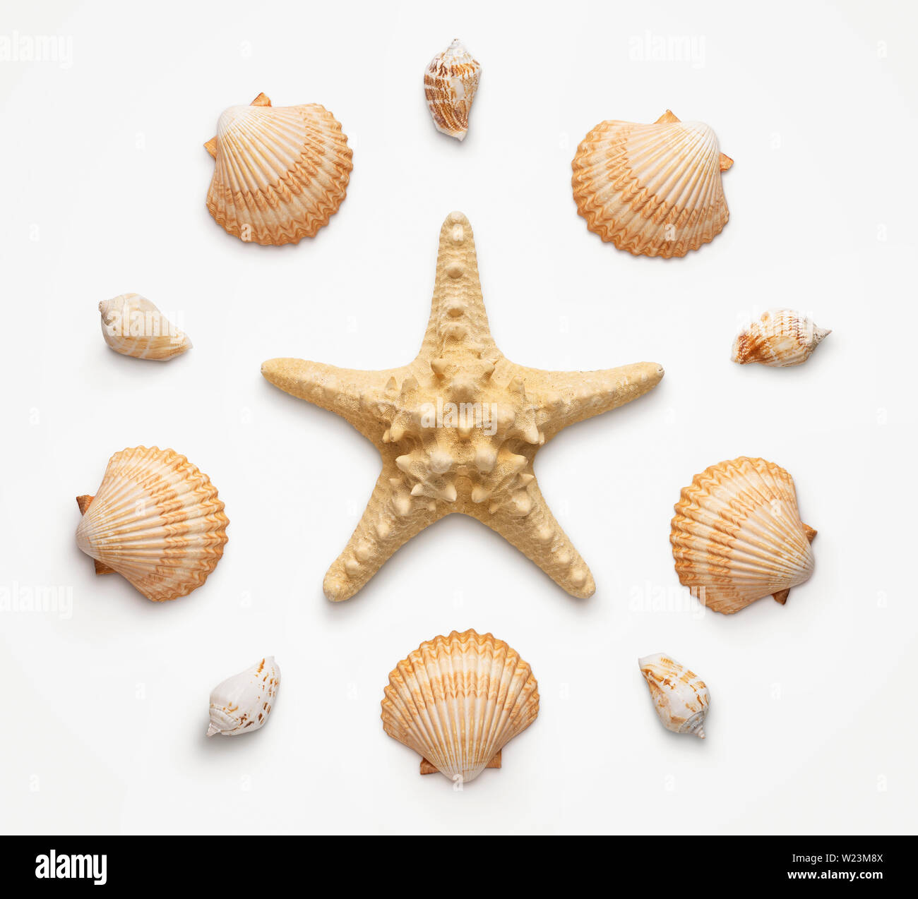 Seashell seashells star hi-res stock photography and images - Alamy