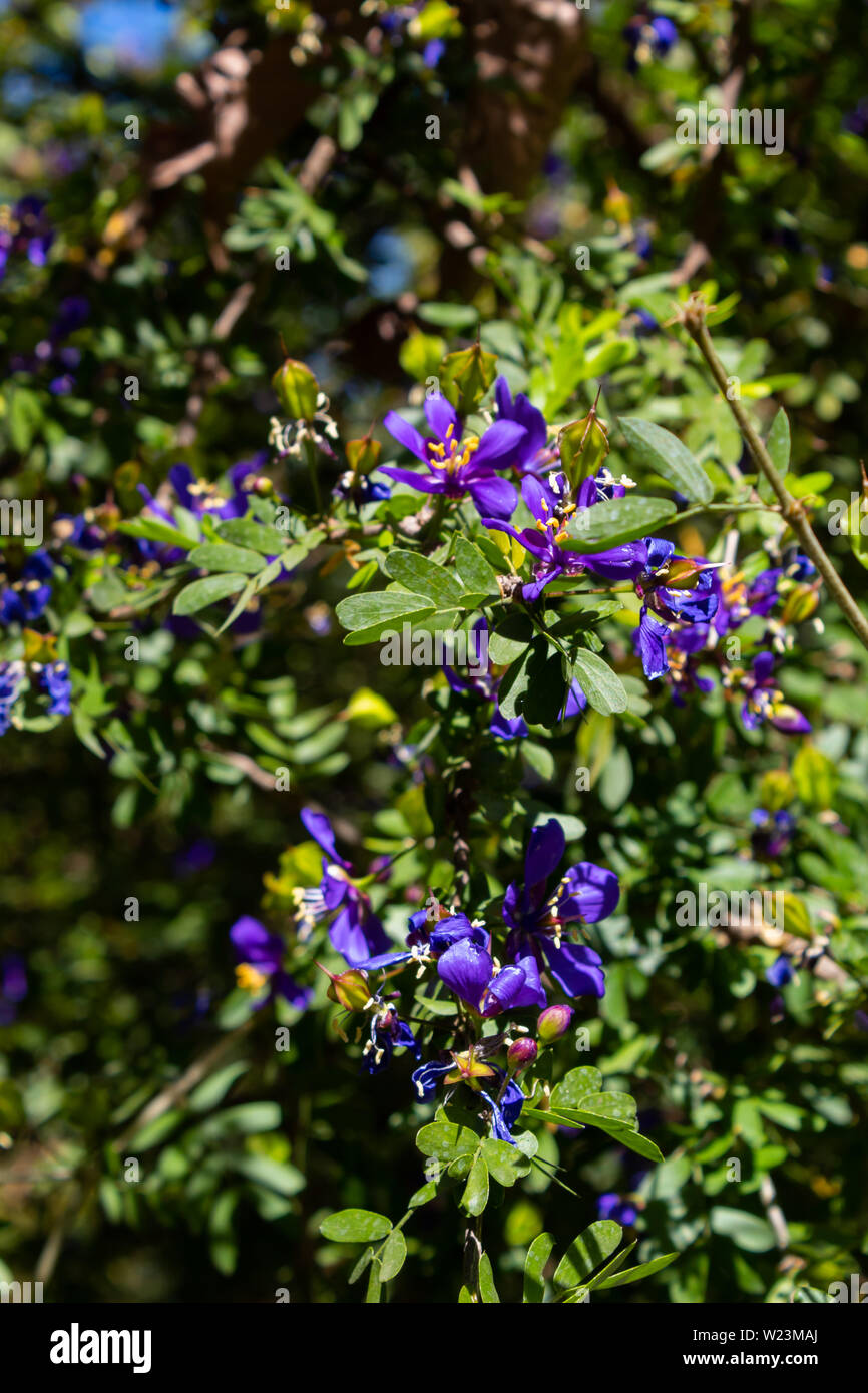 Small flowers in group hi-res stock photography and images - Alamy