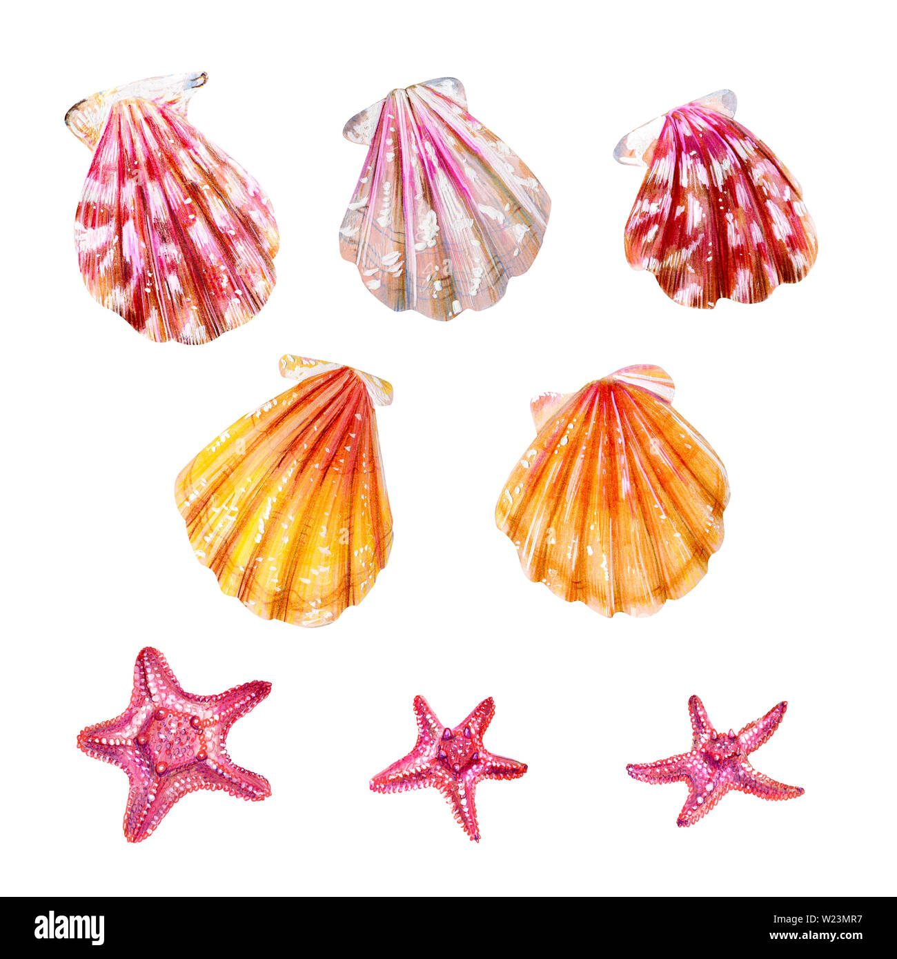 Pink Pearl Clam