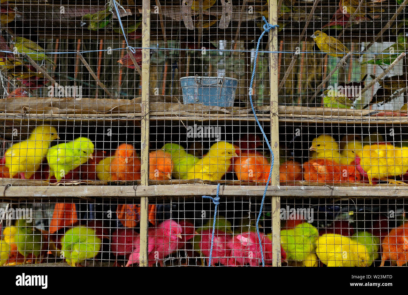 Coloured chicks for sale hi-res stock photography and images - Alamy