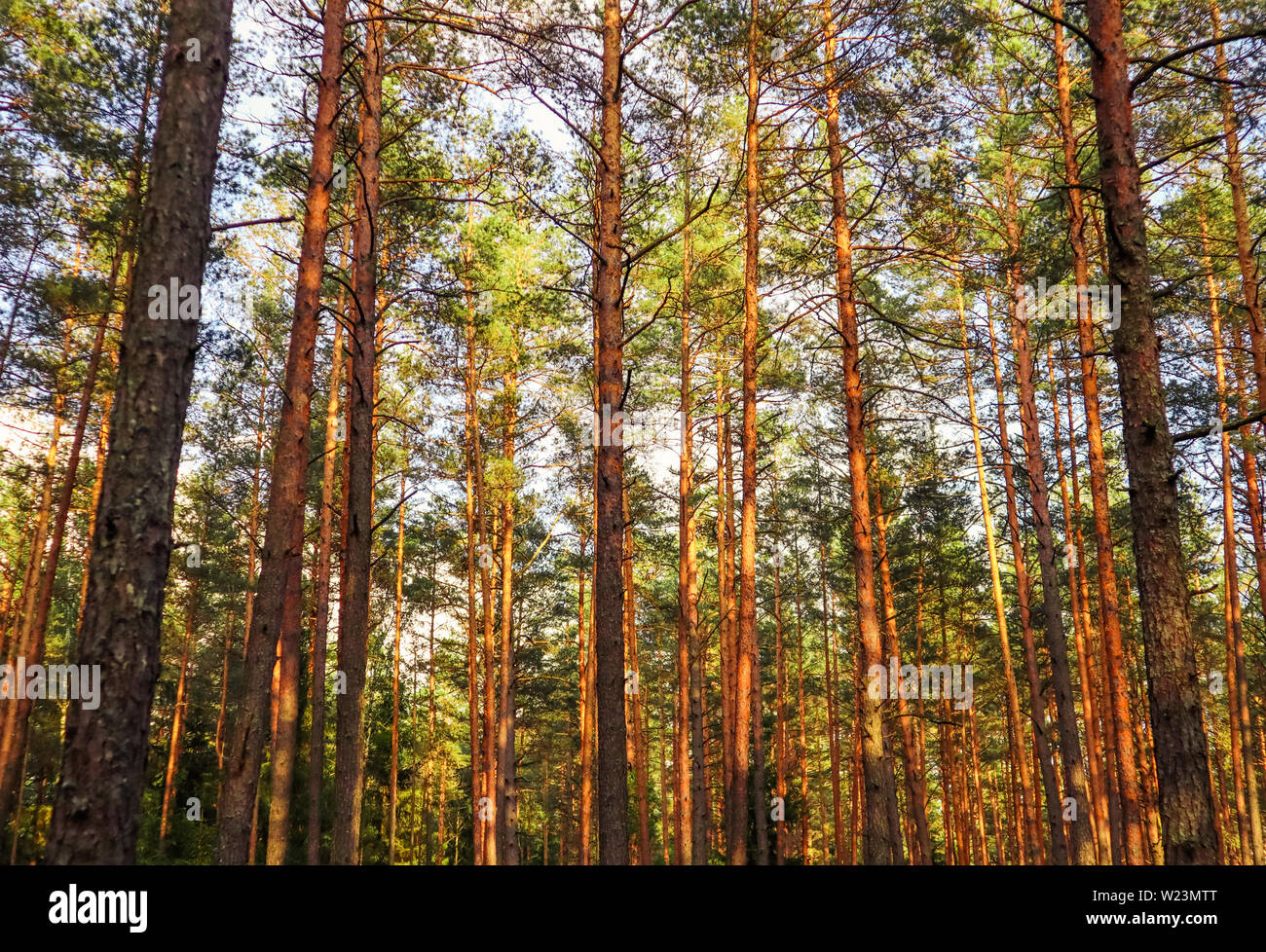 Tall trunks hi-res stock photography and images - Alamy