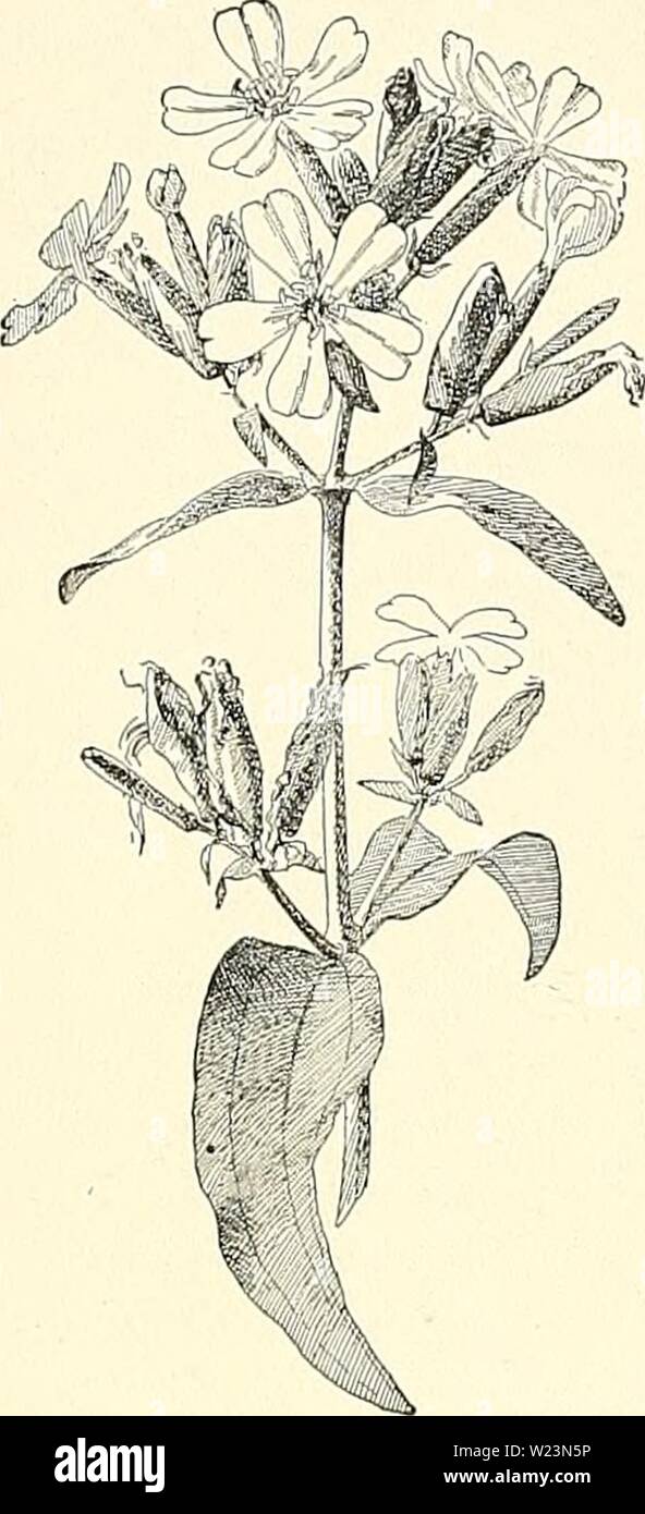 Corymbose panicle hi-res stock photography and images - Alamy