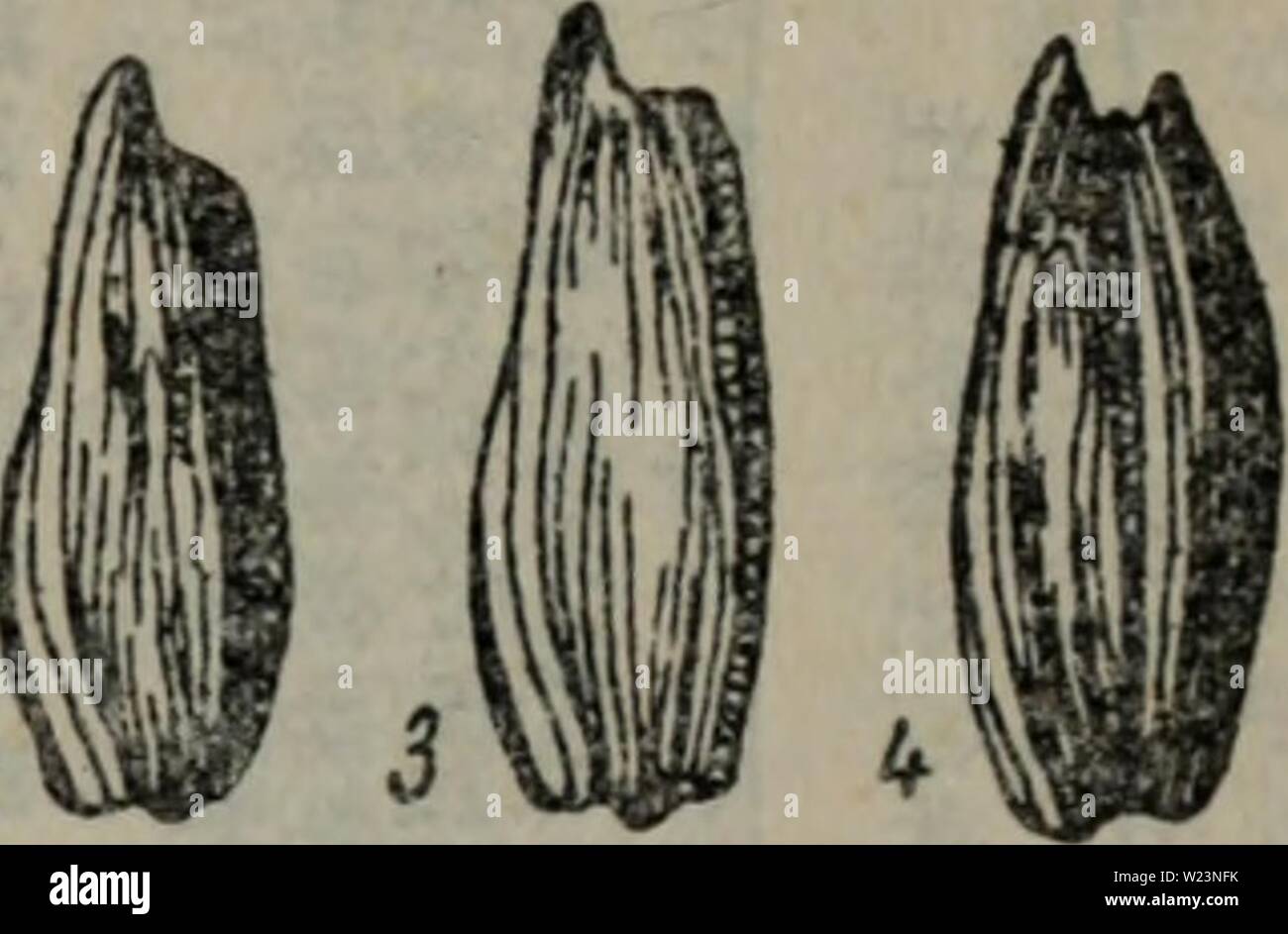 Archive image from page 176 of da tian zuo wu yu. da tian zuo wu yu ...