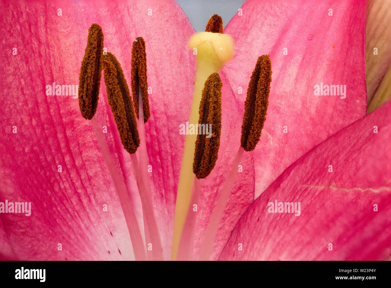 Closeup of the inside of a lily flower - stigma, stamen,petals Stock ...