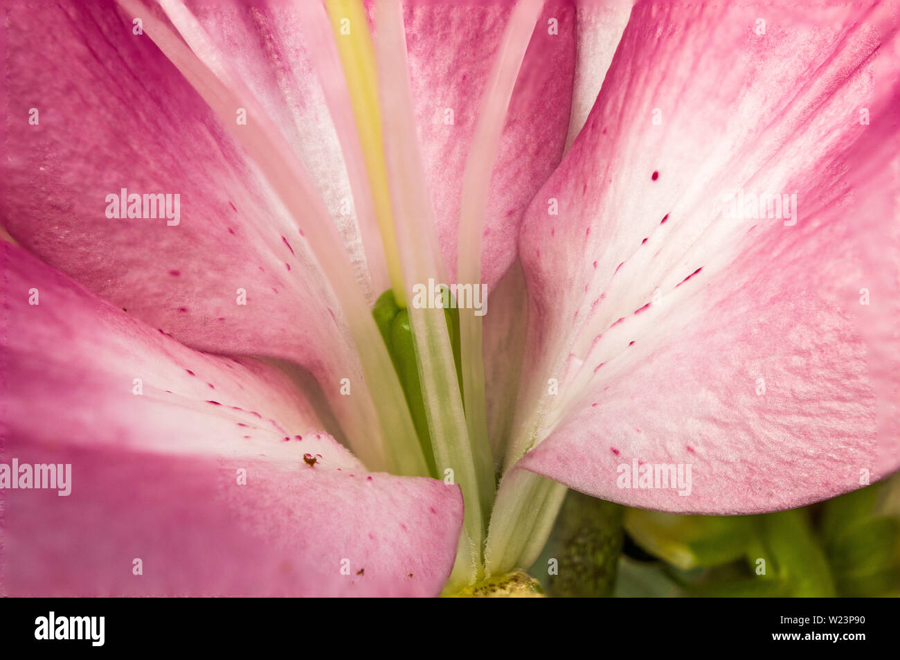 Closeup of the inside of a lily flower - stigma, stamen,petals Stock ...
