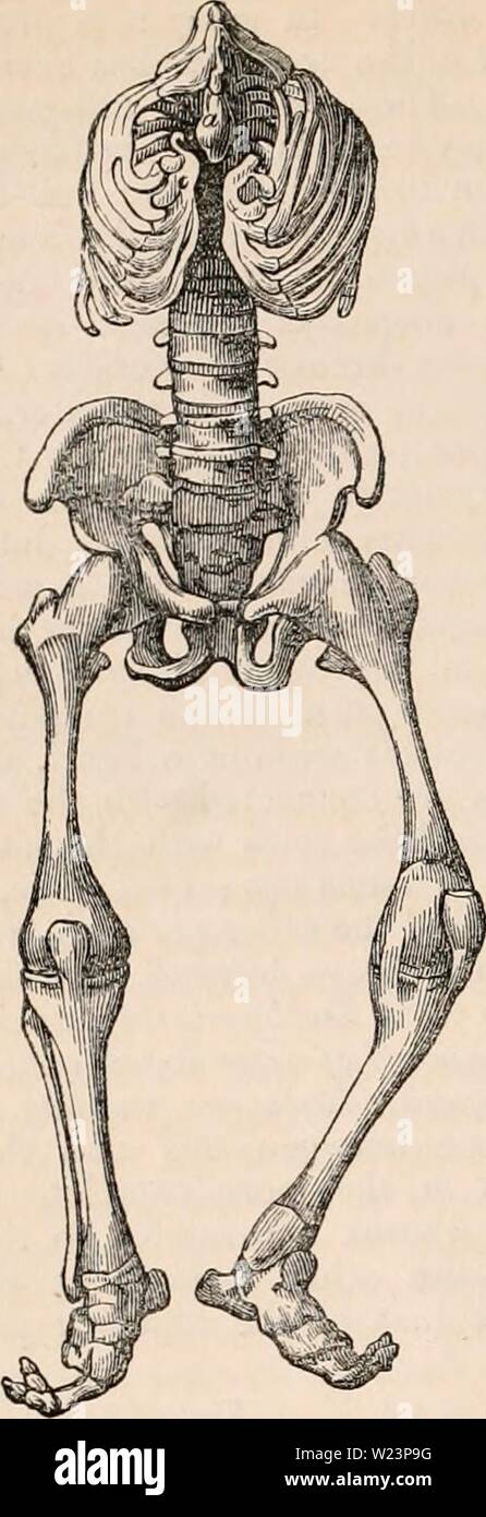 Cervical vertebra drawing hi-res stock photography and images - Alamy