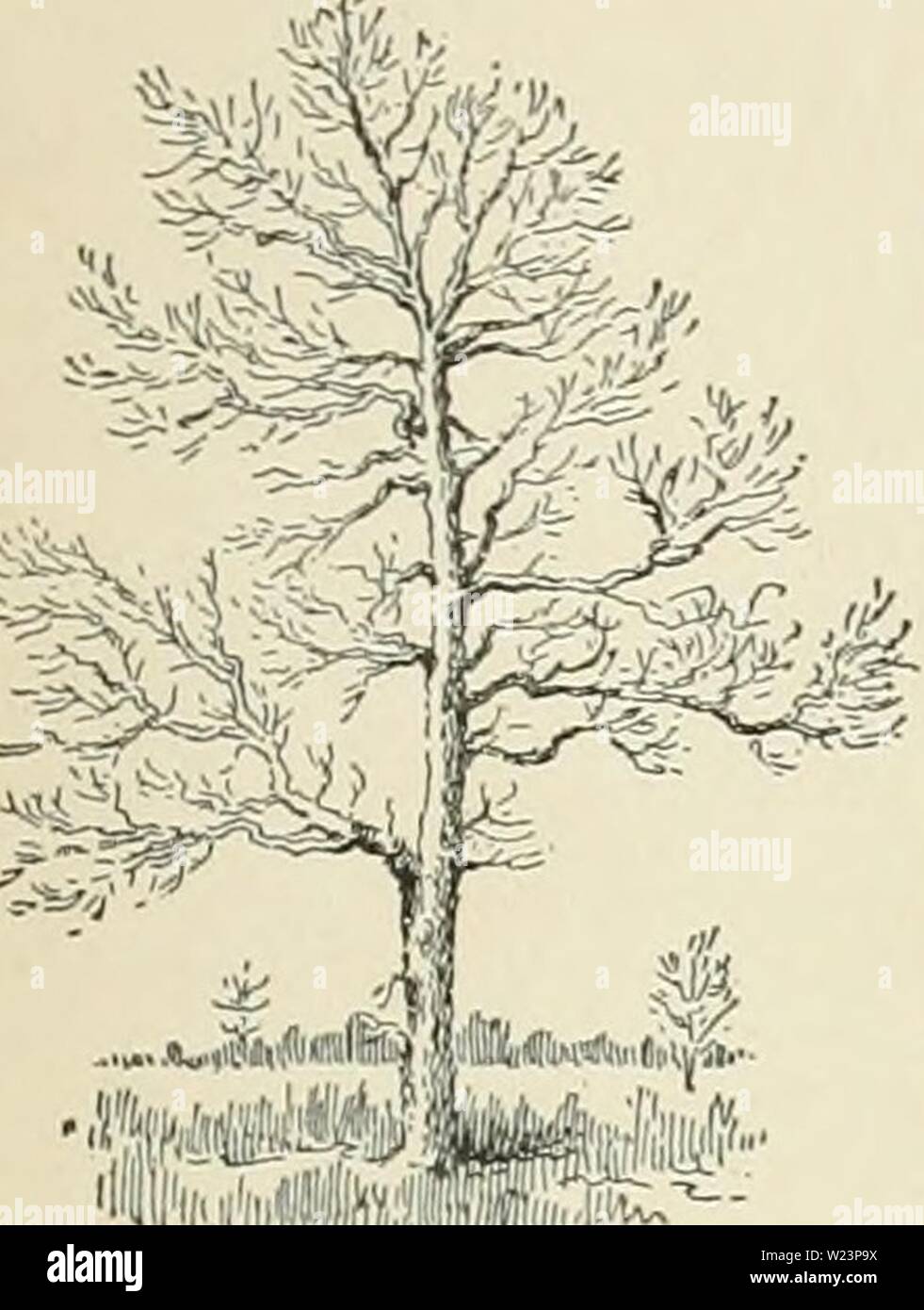 Long tap root hi-res stock photography and images - Alamy