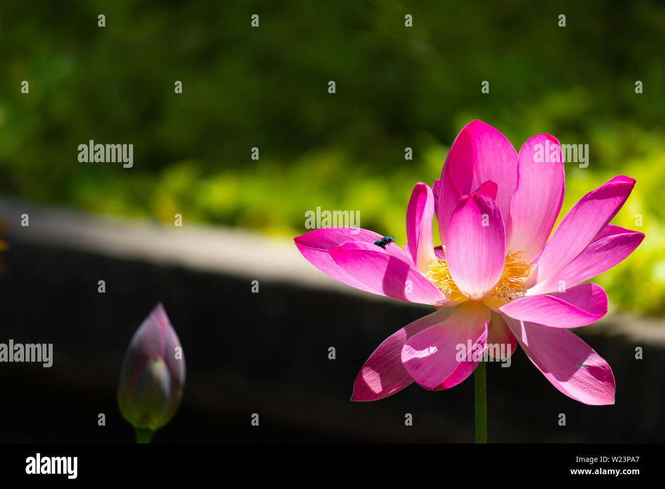 Beautiful sacred lotus flowers on a pool in public botanic garden on ...