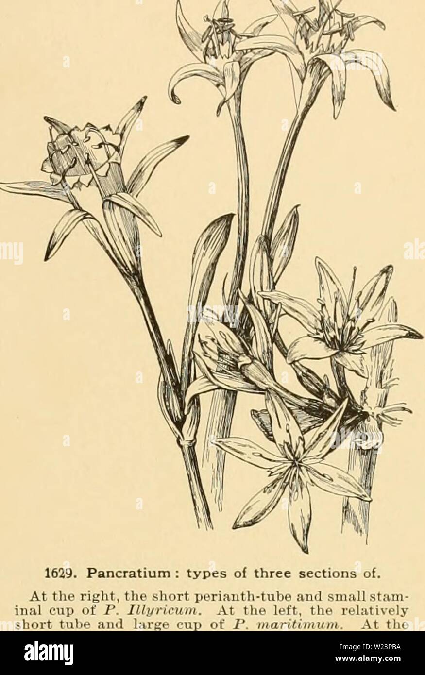 Linea 3 hi-res stock photography and images - Alamy