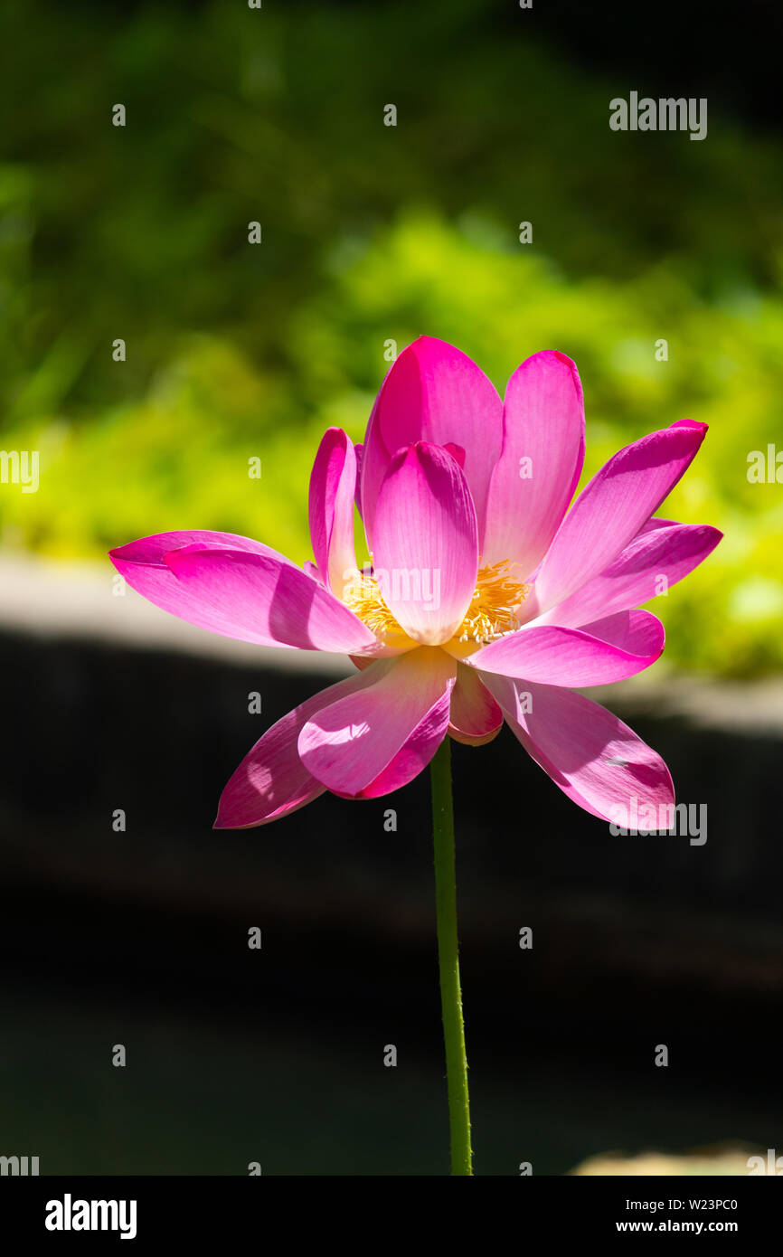 Beautiful sacred lotus flowers on a pool in public botanic garden on ...