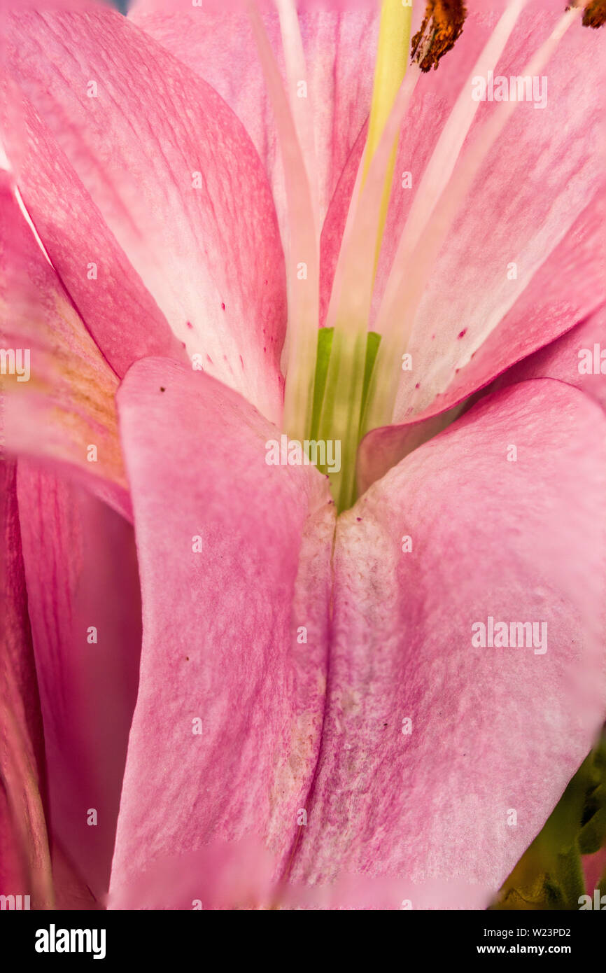 Closeup of the inside of a lily flower - stigma, stamen,petals Stock ...