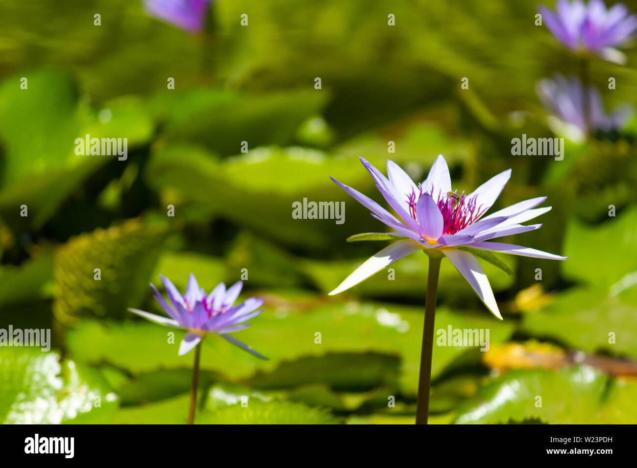 Culiacan botanical garden hi-res stock photography and images - Alamy