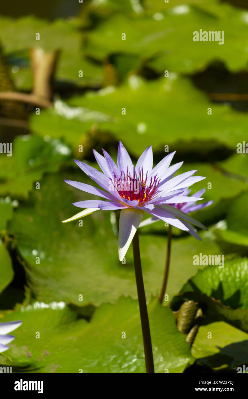 Beautiful sacred lotus flowers on a pool in public botanic garden on ...