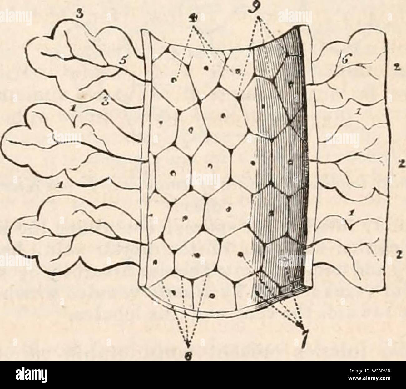 Archive image from page 178 of The cyclopædia of anatomy and. The ...
