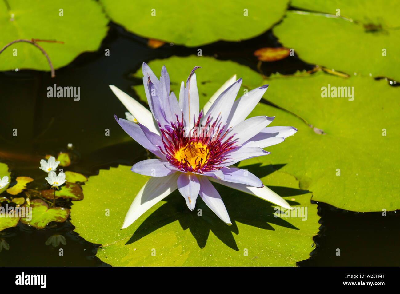 Beautiful sacred lotus flowers on a pool in public botanic garden on ...