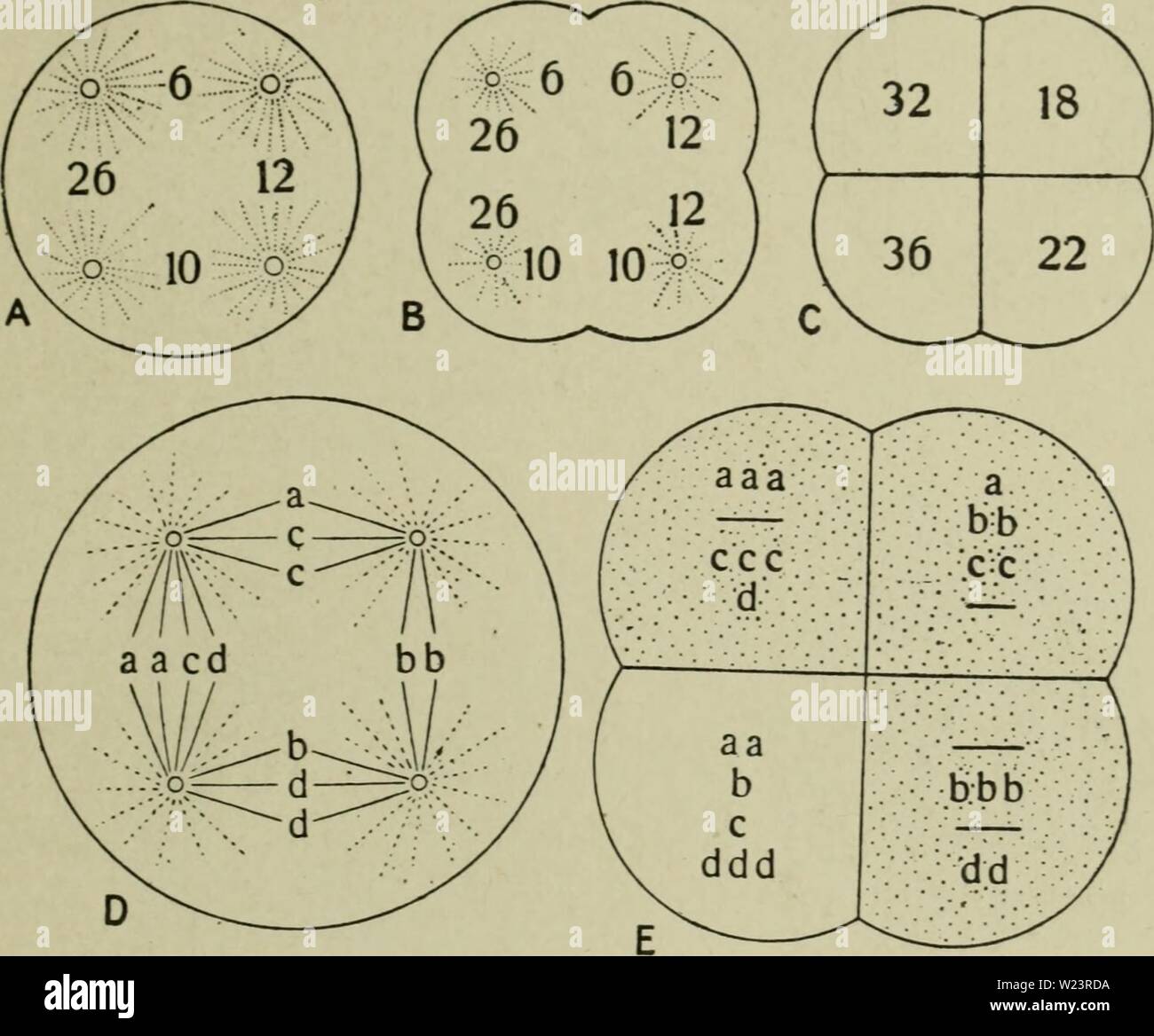 Dispermic hi-res stock photography and images - Alamy