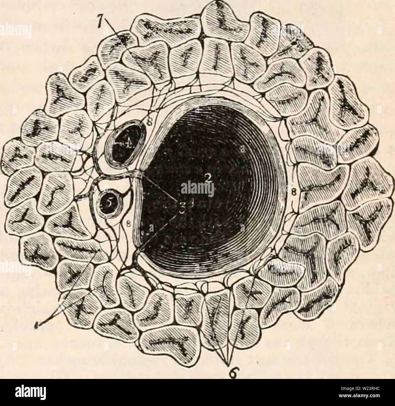 Interlobular vein hi-res stock photography and images - Alamy