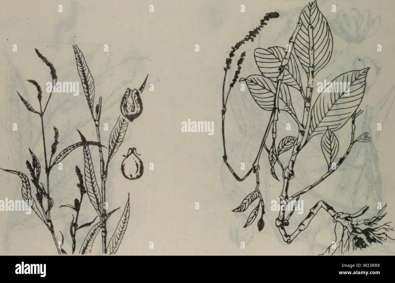 Archive image from page 181 of da lian di qu zhi. da lian di qu zhi wu ...